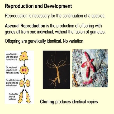 Reproduction | PPT