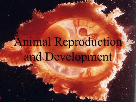 Class 8 - Chapter 12 Reproduction in Animals.pptx