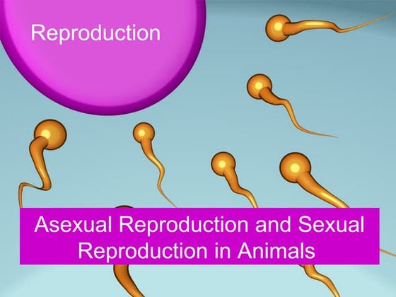 identify the type of sexual reproduction in animals | PPT