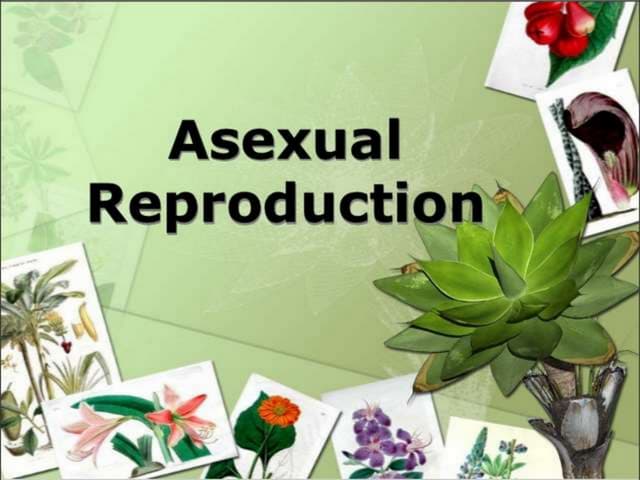 Sexual And Asexual Reproduction In Plants Pptx