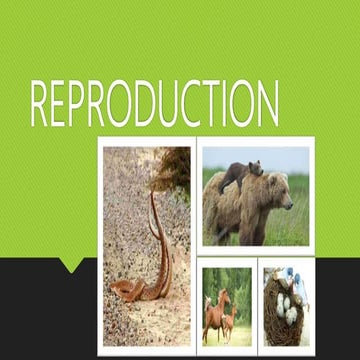 Reproduction | PPTX