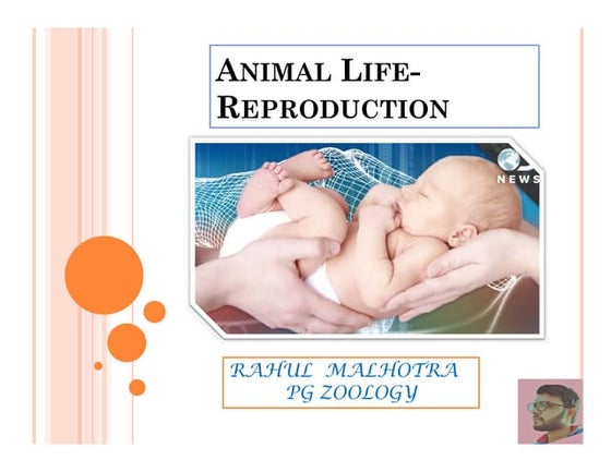 Reproduction in animals-WORKSHEET | PDF | Reptiles | Pets