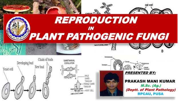 Fungal spore 1 | PPT