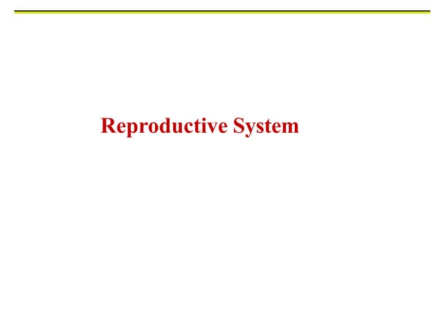 Male reproductive system | PPT