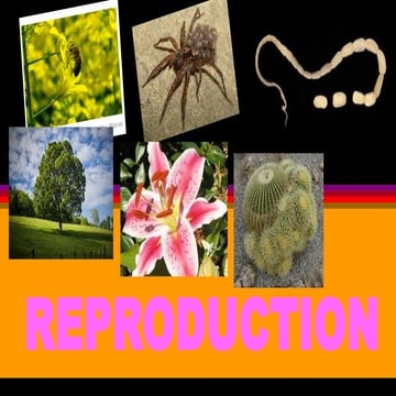 ANIMAL REPRODUCTION grade 5--------.pptx
