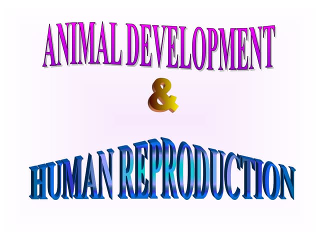 The Anatomy and Function of a Hen's Reproductive System | PPTX