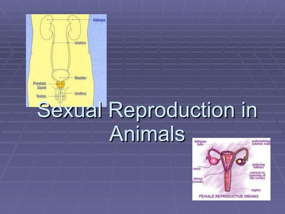 Reproduction | PPT