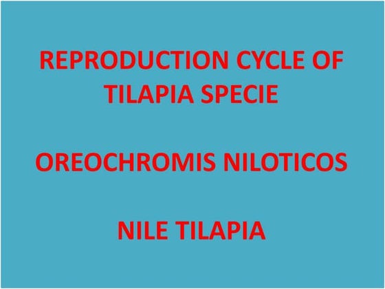 Tilapia | PPT