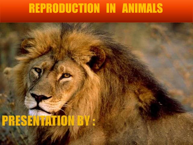 Reproduction in animals