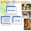 Reproduction in animals | PDF