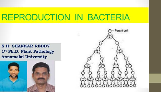 Reproduction In Bacteria Pptx