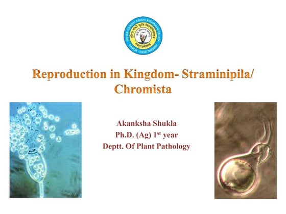 Reproduction in saprolegniales | PPT