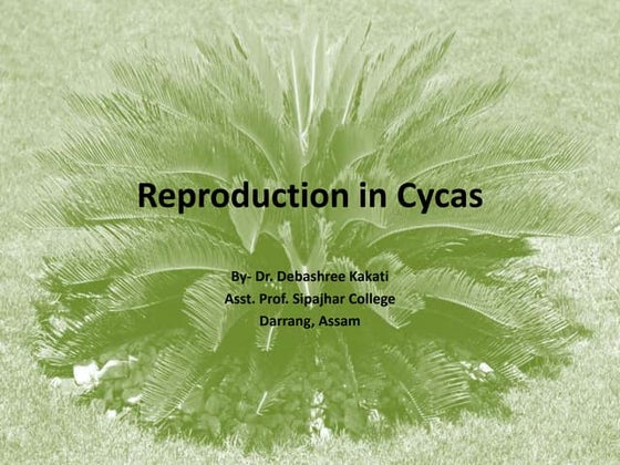 Cycas | PPT