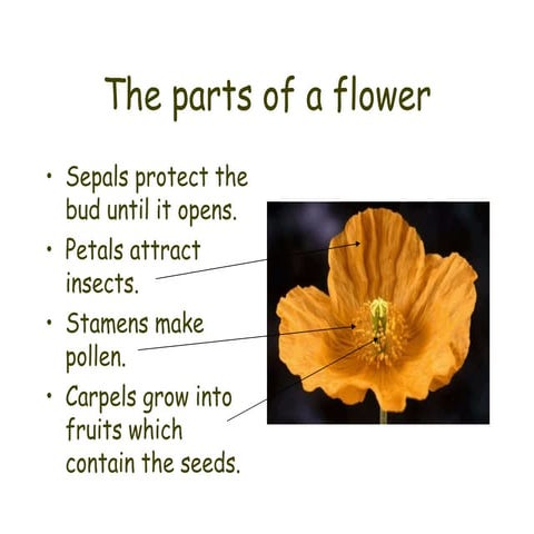 Reproduction in flowering plants | PPT