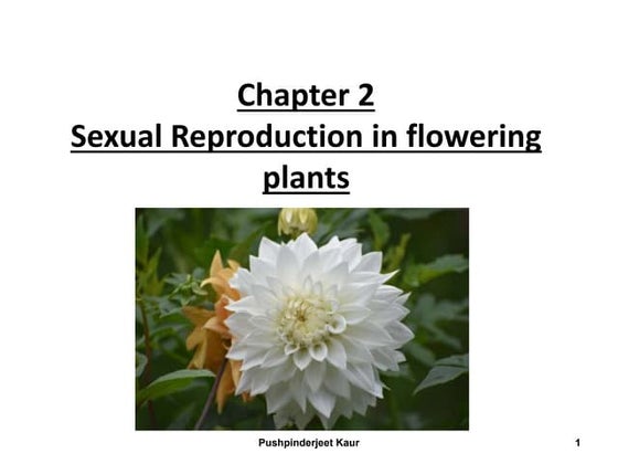 HUMAN REPRODUCTION .pptx class XII Biology | PPT