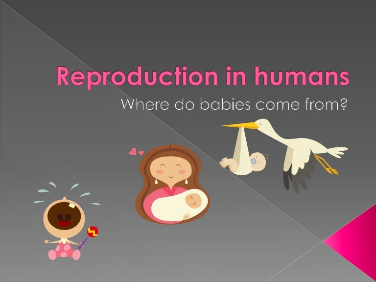 Reproduction In Humans