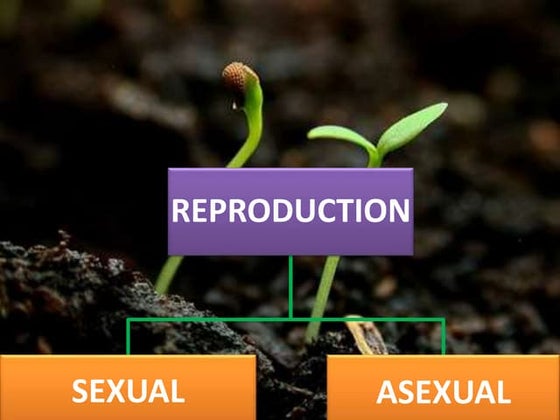 PLANTS THAT REPRODUCE BY SPORES | PPT
