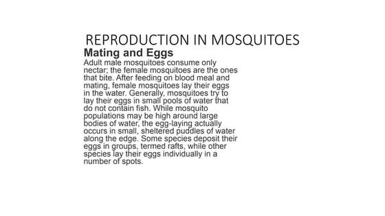 Four stages of a Mosquito life Cycle PPT.pptx by | PPTX