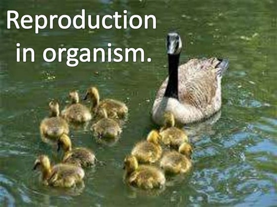 Human Reproduction Pptx Class Xii Biology Ppt