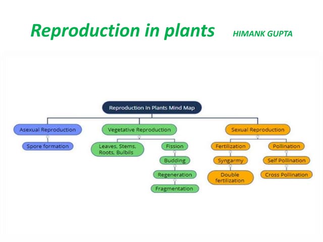 Chapter 12 Reproduction In Plants Ppt