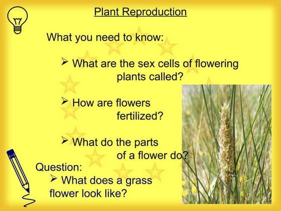 Plants pollination | PPT