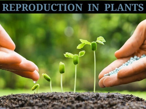 Reproduction in plants | PPTX | Infertility | Reproductive Health