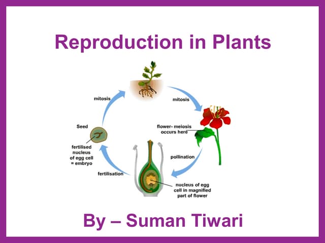 plant_reproduction.ppt grade 11 Stem strand | PPT