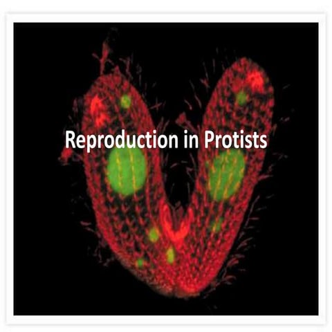 Reproductiohn_in_Protists.ppt