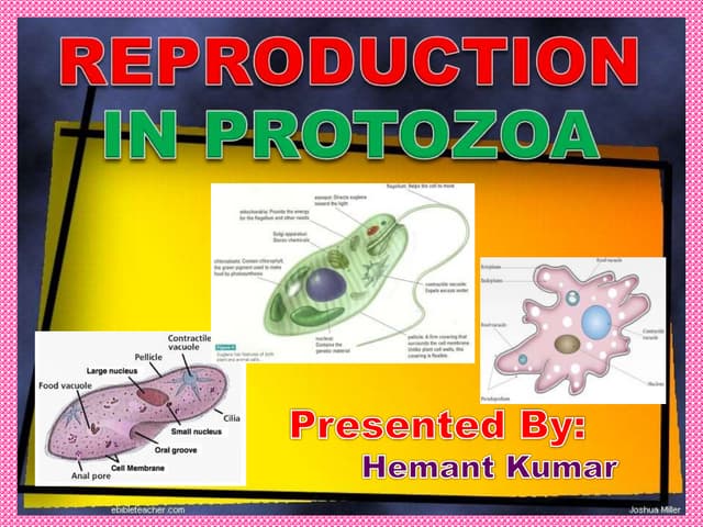 Protozoa.pptx
