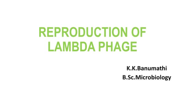 Lambda Phage And Their Reproduction Pptx