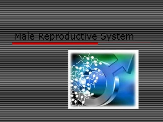 Male reproductive system | PPT
