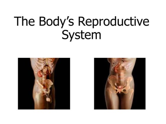 Female Reproductive System Presentation 1 Pptx