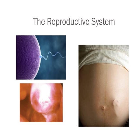 reproductive - system Anatomy (1).pptx