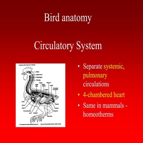 Reproductive anatomy and songs in birds.pdf