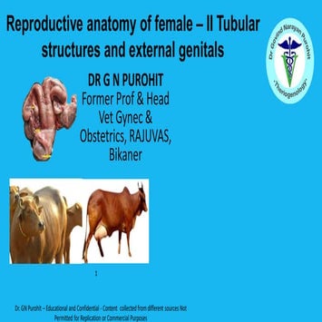 Reproductive anatomy of females ii tubular structures (1) | PDF