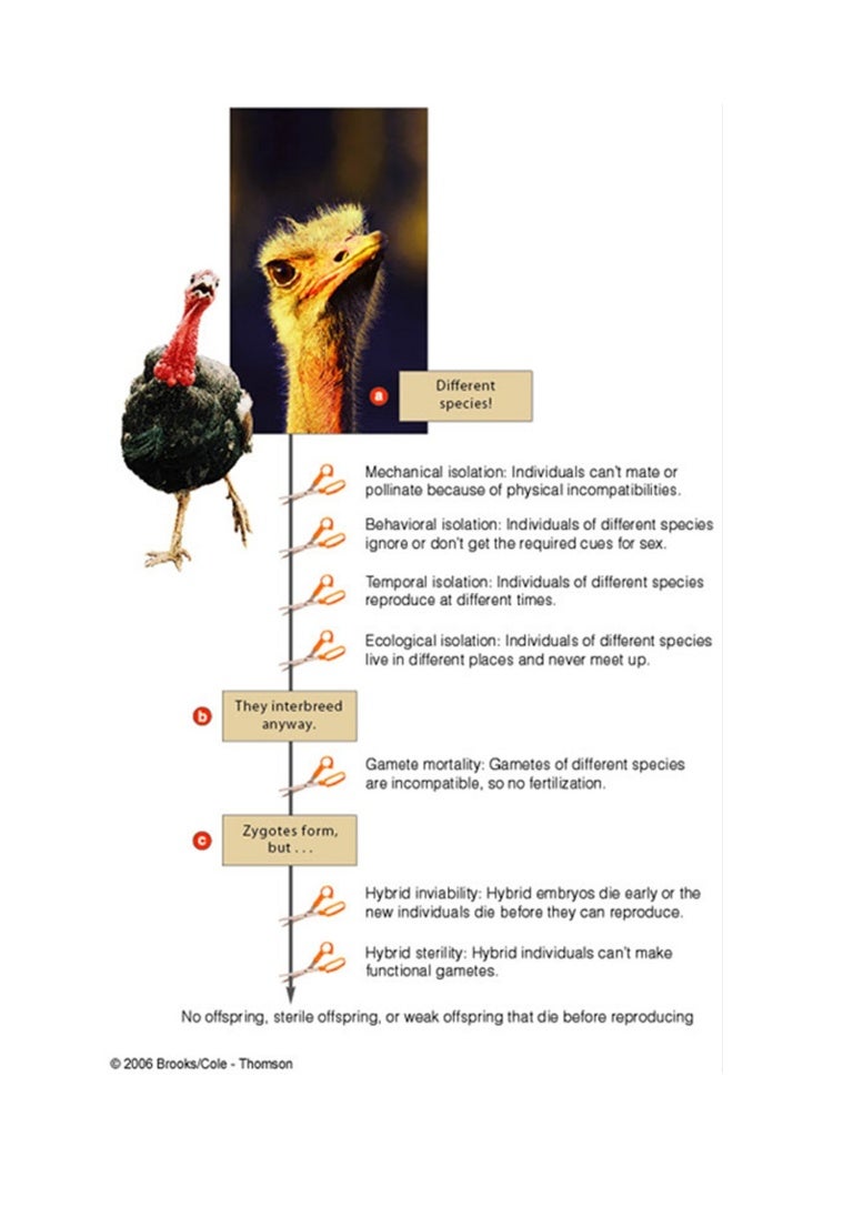 Reproductive Isolation