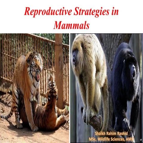 Reproductive Strategies in Mammals | PDF