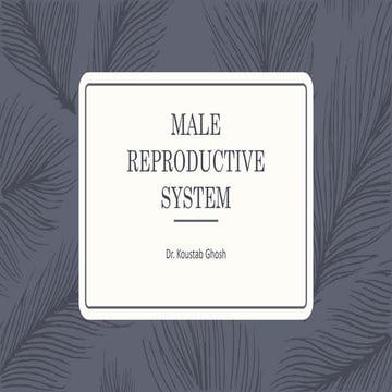 male reproductive system - definition, purpose | PPT