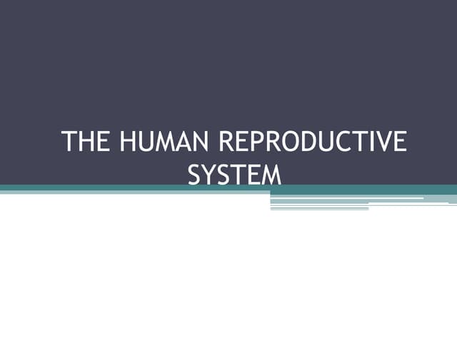 The Male and Female Reproductive System and it's functions | PPTX