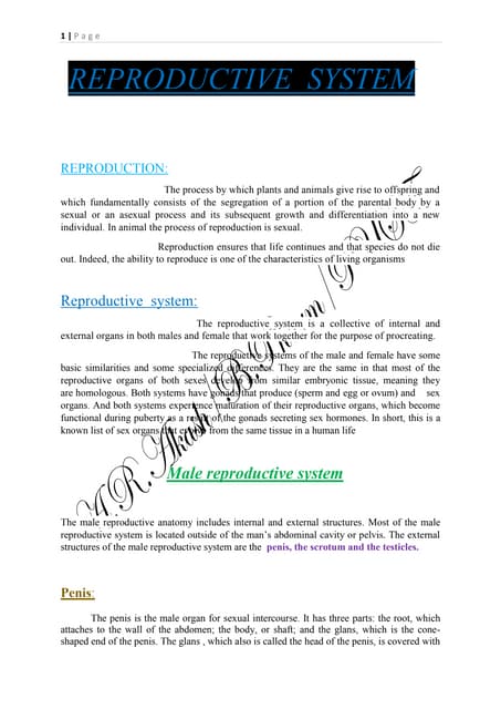 male reproductive system.pptx male reproductive organs | PPT