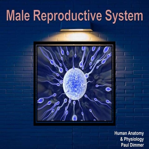 Male Reproductive System | PPT