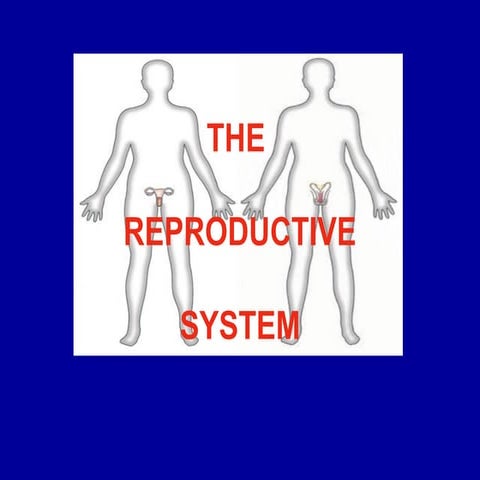 SCIENCE 5 Human Reproductive System.pptx