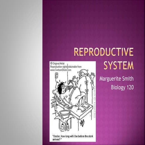 Reproductive System Chapter 10 | PPT