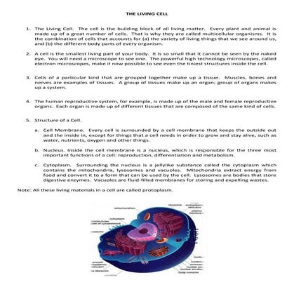 Reproductive system (chart)01 | DOCX