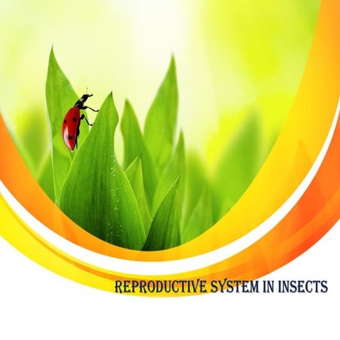 Chapter 4 INTERNAL STRUCTURE AND FUNCTION OF INSECT’S BODY (INSECT ...