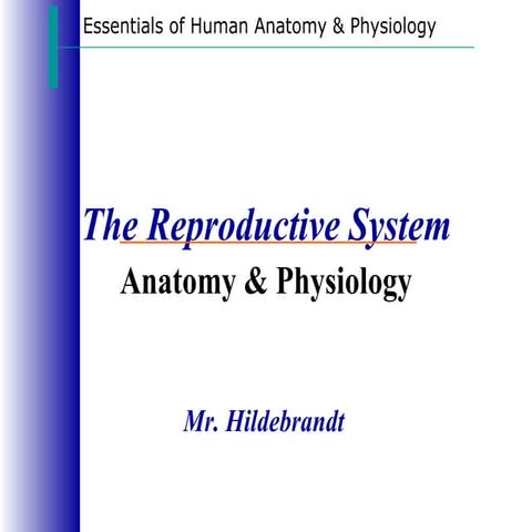 Reproductive system Notes | PPT