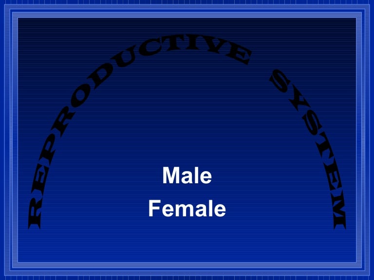 Reproductive System Powerpoint