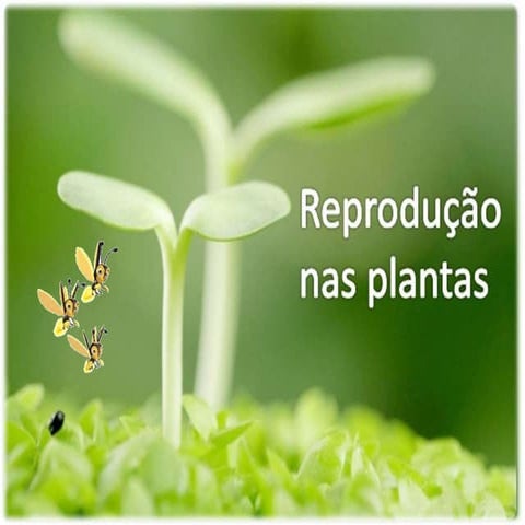 A reprodução das plantas | PPTX