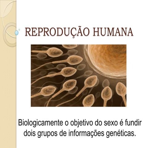 Aula 8º ano - Reprodução humana | PPT