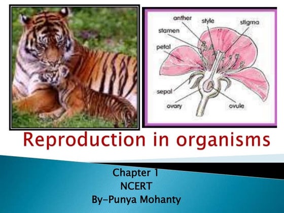 Reproduction | PPT